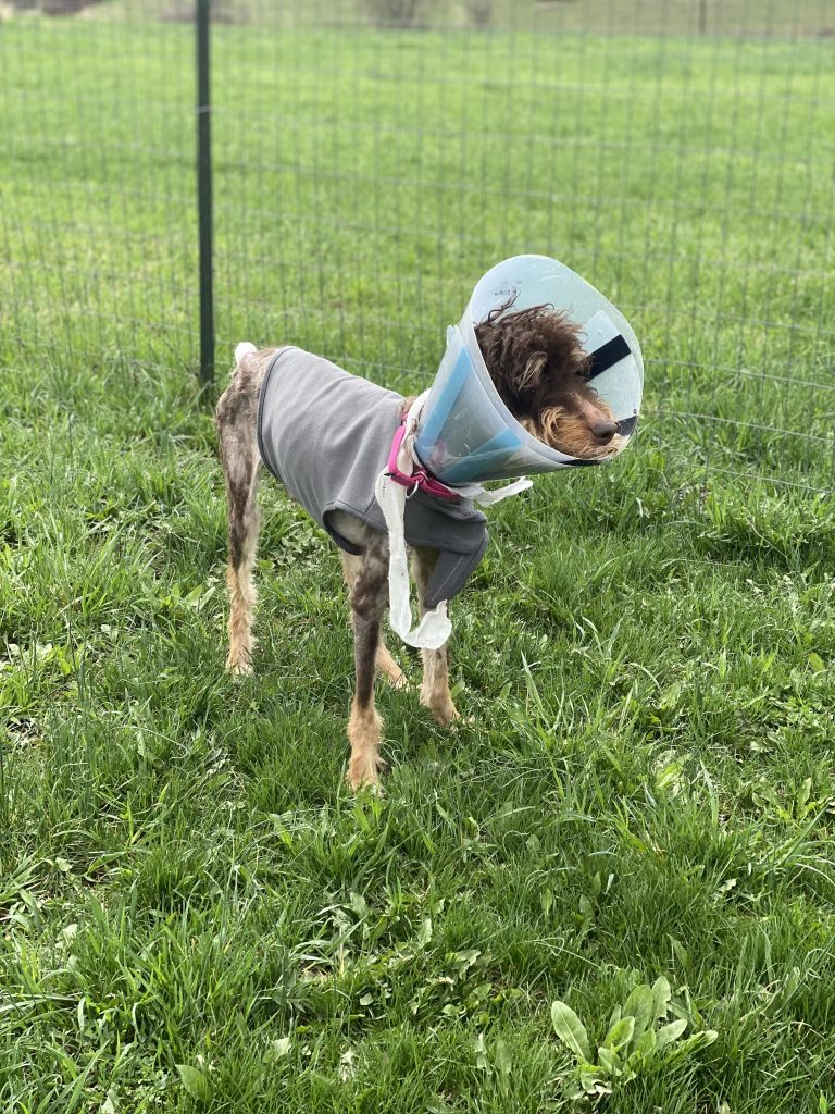 Fayette animal shelter asking for help to care for abandoned, neglected ...